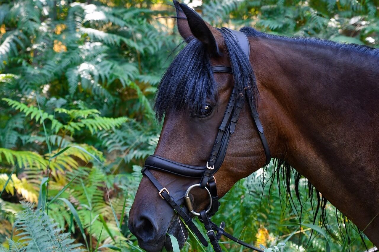 Le filet anatomique - Sélectionner le meilleur pour votre cheval