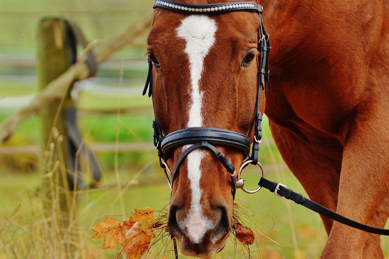 Choisir le bon filet cheval - Un guide essentiel