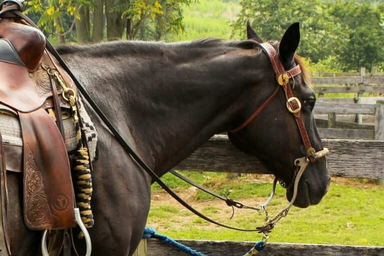 Maîtriser le hackamore - Guide complet pour cavaliers