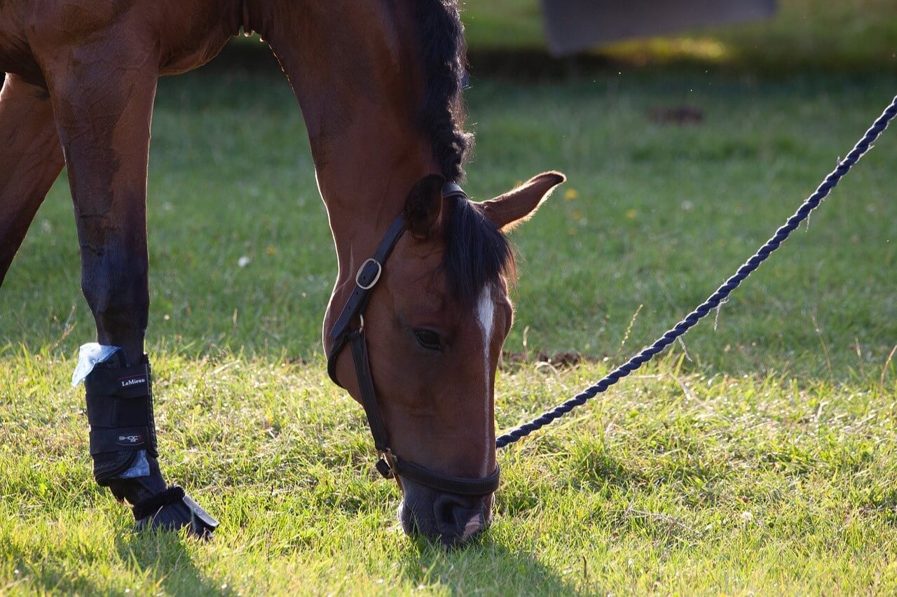 Licol et cheval - Guide complet pour cavaliers - Entre Cavaliers