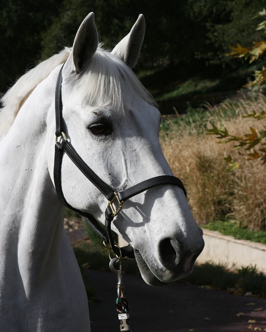 Licol et cheval - Guide complet pour cavaliers - Entre Cavaliers