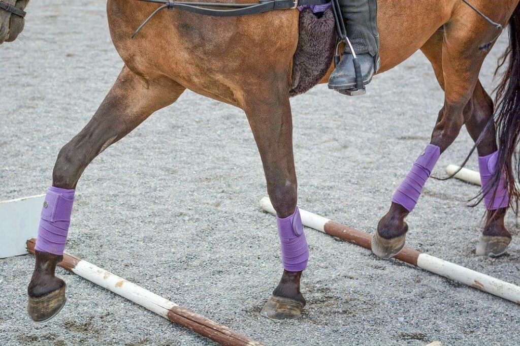 Bandes de travail et bandes de polo - Guide détaillé du cavalier