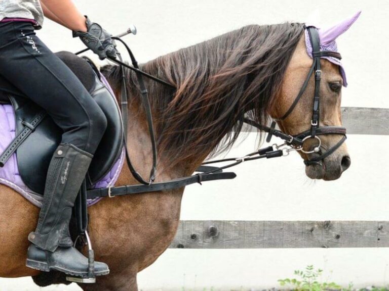 Les enrênements du cheval - Guide complet du cavalier