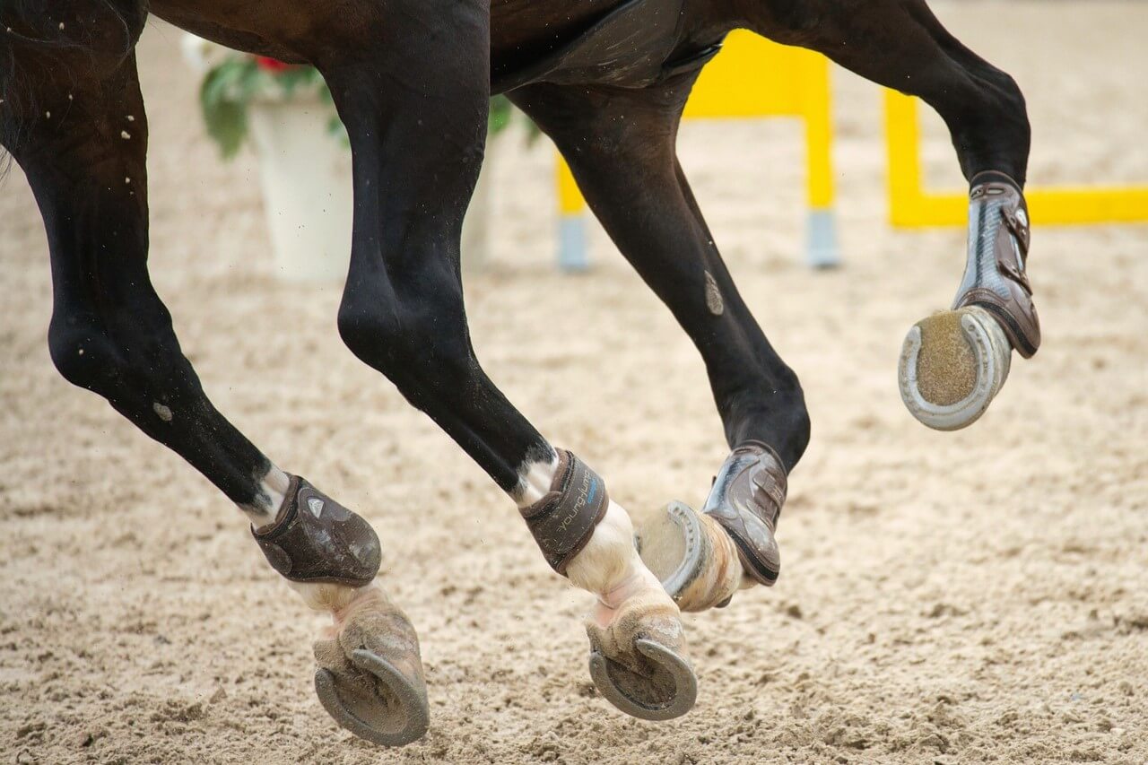 Protections et guêtres cheval - Guide pratique pour cavaliers