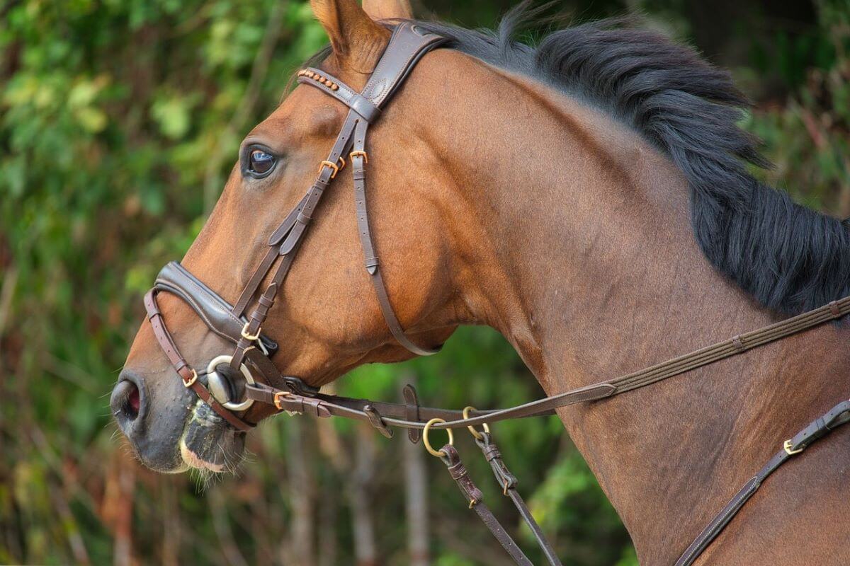 Tout sur la martingale - Un outil essentiel pour cavalier