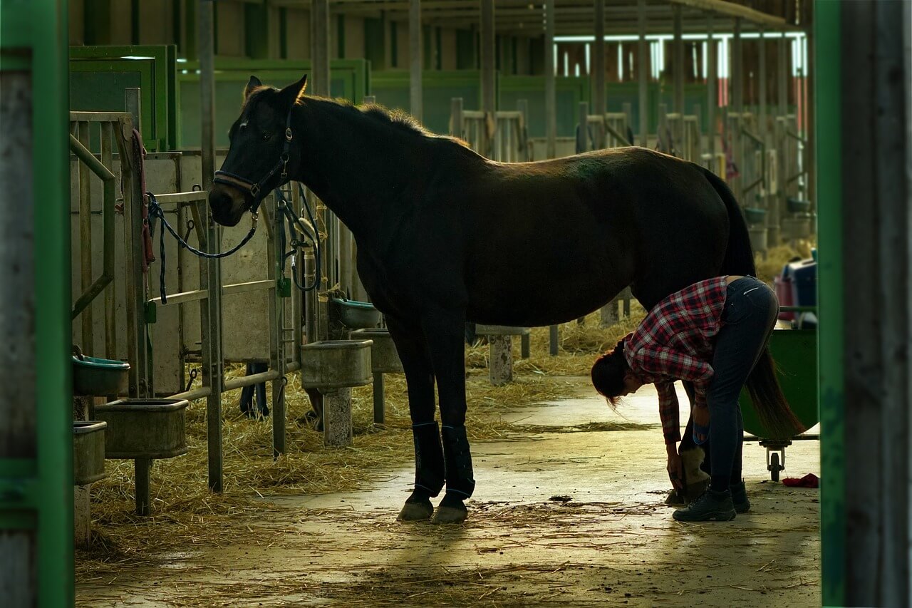 Devenir cavalier soigneur - Un métier de passionné - Entre Cavaliers