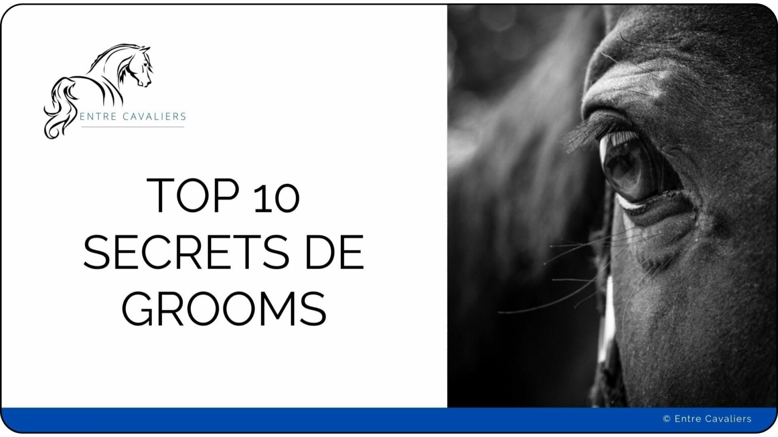 Le crin de cheval - Bien plus qu’un simple poil