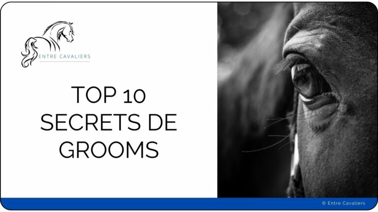 Comprendre la vision du cheval - Guide pratique