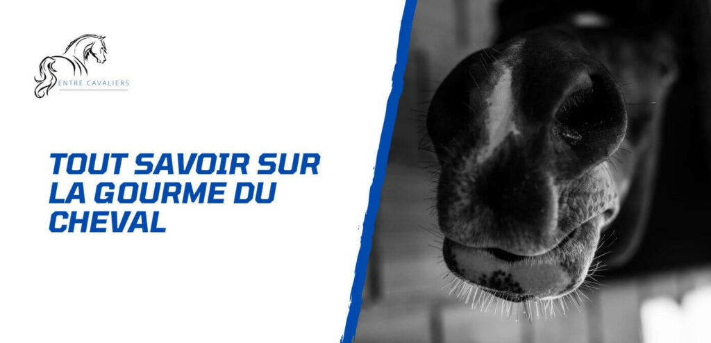 La seime chez le cheval - Comment l'éviter?