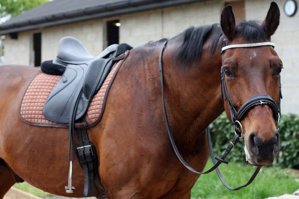 La sangle courte pour le cheval - Conseils de sélection