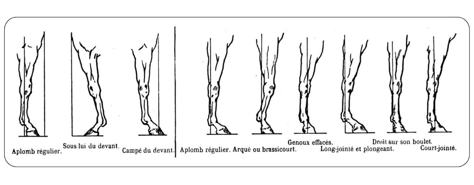 Aplombs du cheval - Évaluation et stratégies de correction