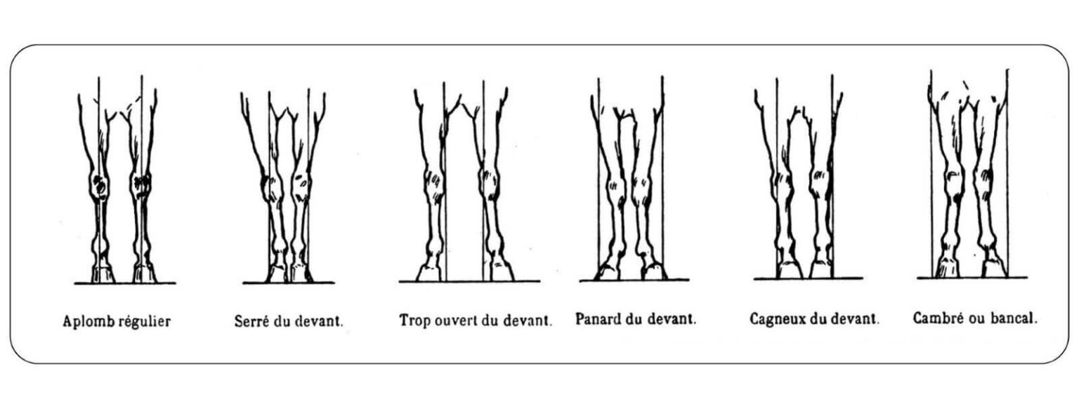 Aplombs du cheval - Évaluation et stratégies de correction