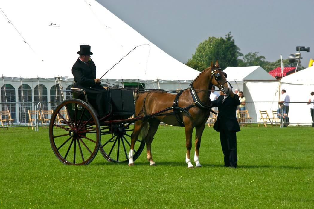 La chambrière pour le cheval - Quand et comment l'utiliser?