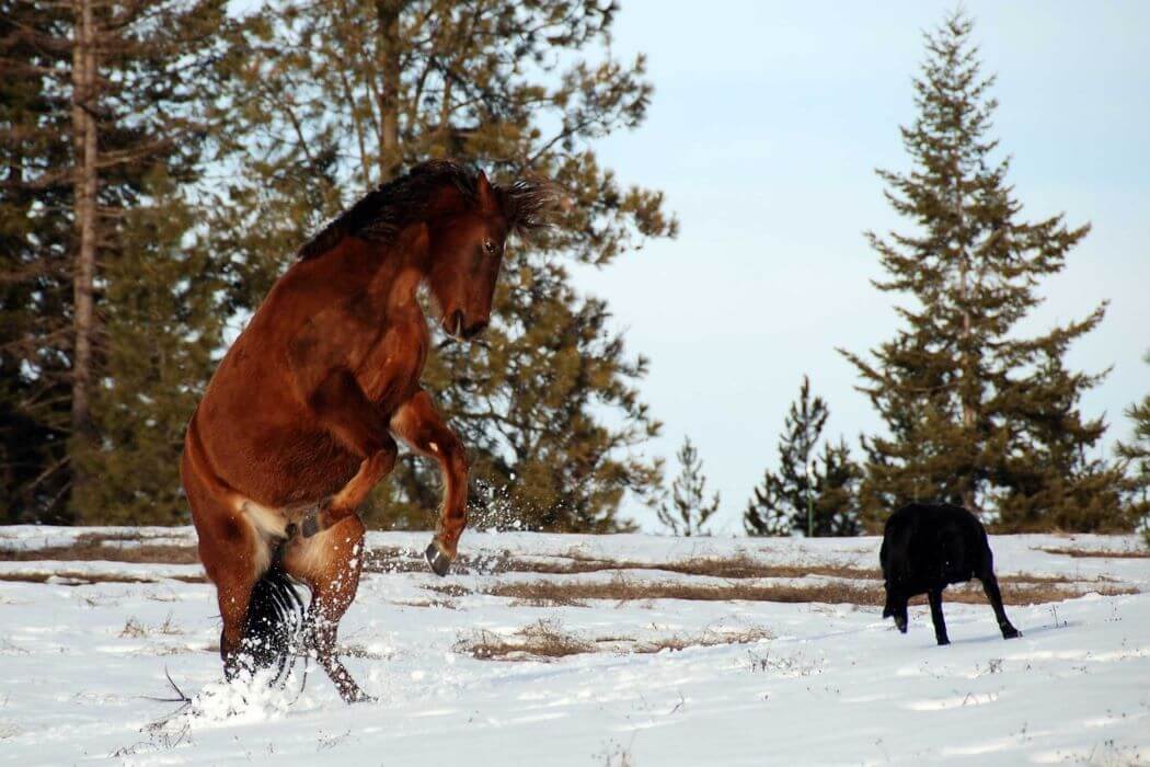 Comment gérer un cheval qui se cabre? Conseils et techniques