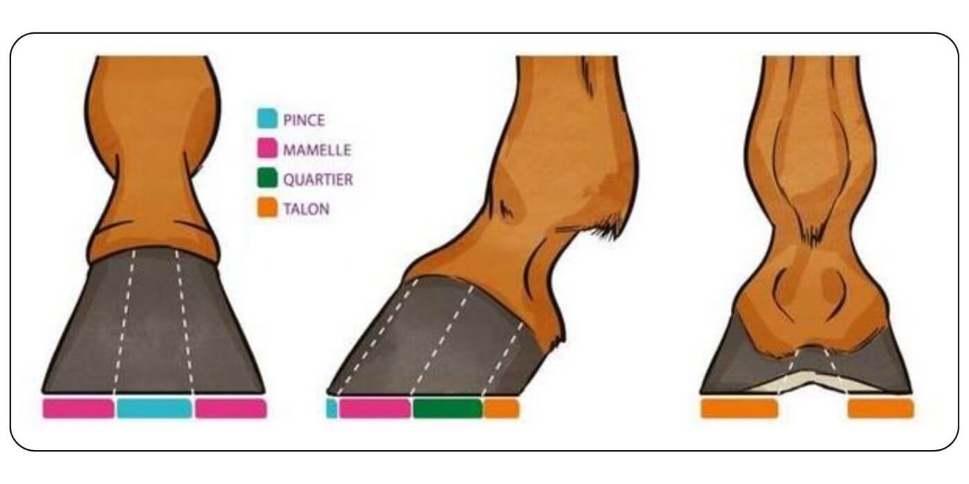 Tout sur les soins du sabot du cheval - Guide complet
