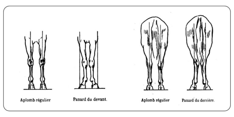 Comment gérer un cheval panard? Conseils d’expert