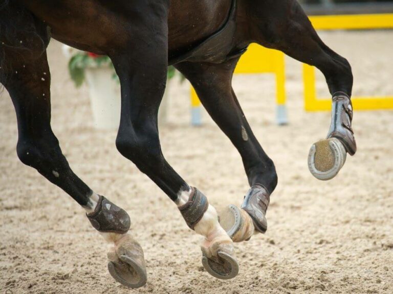 Les problèmes de jarret chez le cheval - Guide pratique