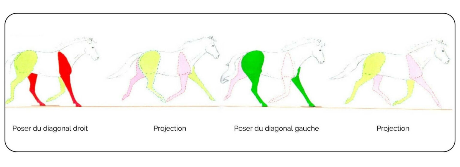 Quel est le mécanisme du trot du cheval? Guide détaillé