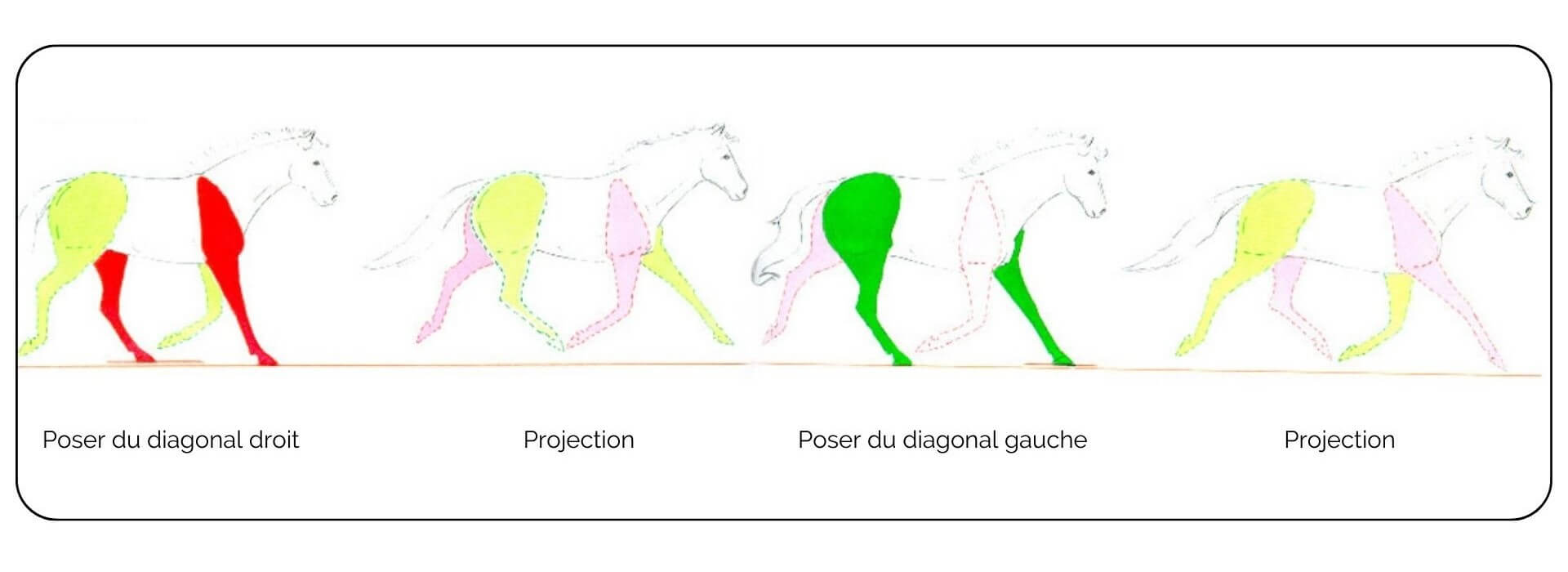 Quel est le mécanisme du trot du cheval? Guide détaillé Quel est le mécanisme du trot du cheval? Guide détaillé
