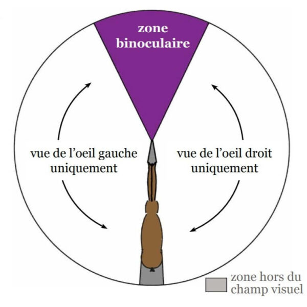 Comprendre la vision du cheval - Guide pratique