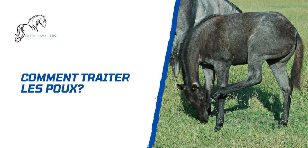 Comment traiter et éviter les poux chez le cheval?