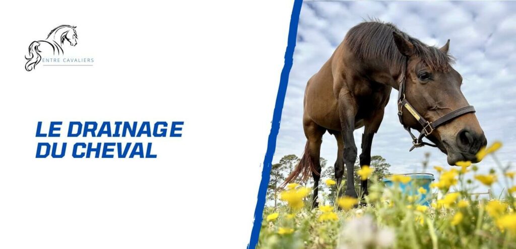 Les problèmes de jarret chez le cheval - Guide pratique