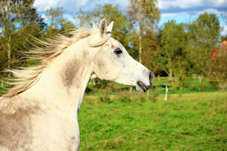 Critères de beauté du chanfrein du cheval - Entre Cavaliers