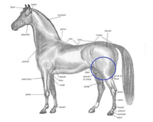 Comprendre et protéger le grasset du cheval - Entre Cavaliers