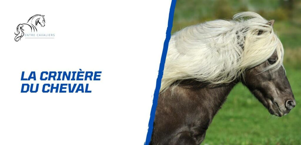 Comment prendre soin de la crinière du cheval? Entre Cavaliers