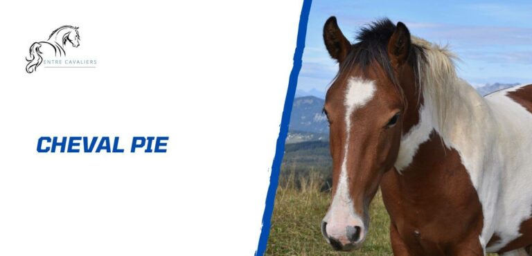 La robe du cheval - Un guide détaillé - Entre Cavaliers