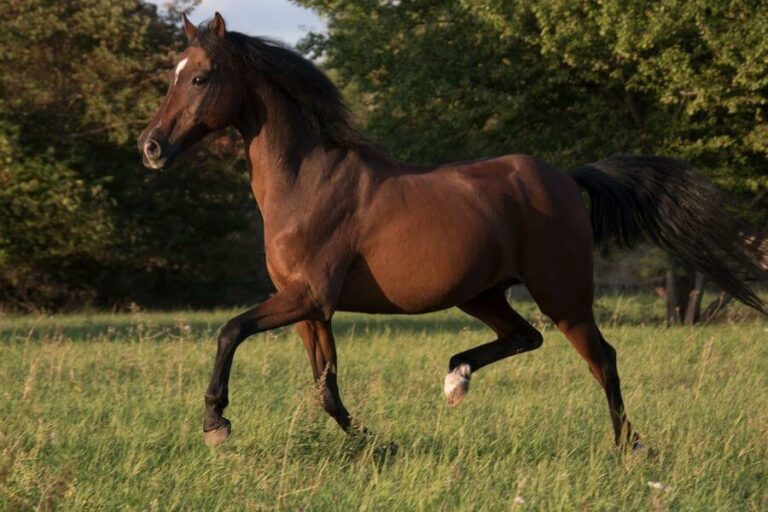 Le cheval bai - Découverte d’une robe incontournable