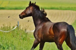 Le cheval bai - Découverte d’une robe incontournable