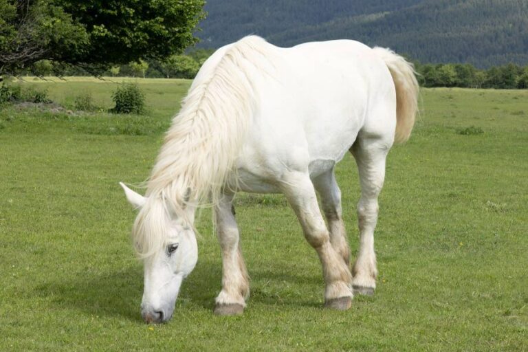Les chevaux blancs - Une robe rare aux origines fascinantes