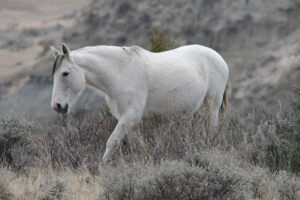 Le cheval gris - Une transformation unique de la robe