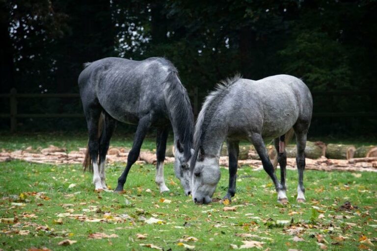 Le cheval gris - Une transformation unique de la robe