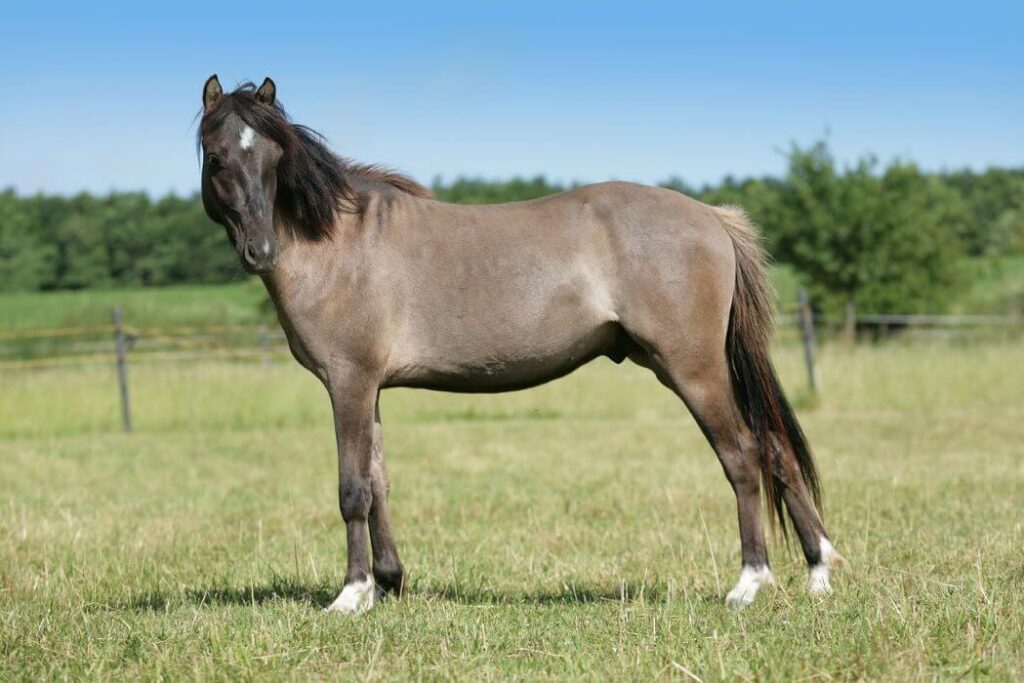 Le cheval gris - Une transformation unique de la robe
