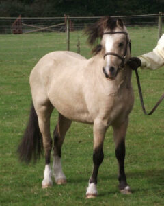 Le cheval isabelle - Un éclat naturel au cœur des robes