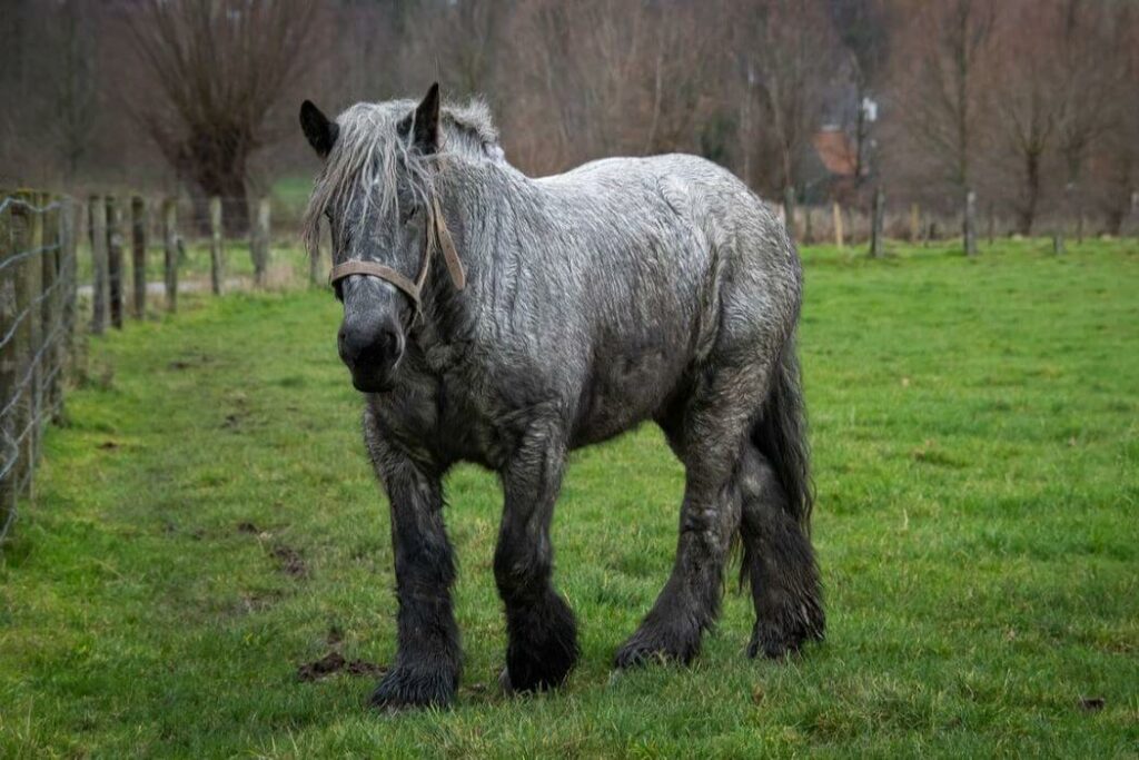 Cheval rouan - L’élégance naturelle d’un mélange de couleurs