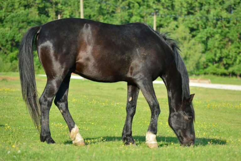 Le cheval noir - Quand la génétique rencontre la beauté