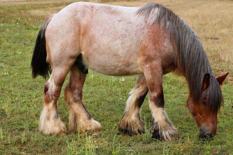 Cheval rouan - L’élégance naturelle d’un mélange de couleurs