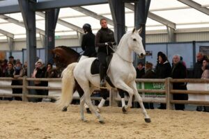 Cheval Passion 2025 - L’événement qui fait vibrer Avignon