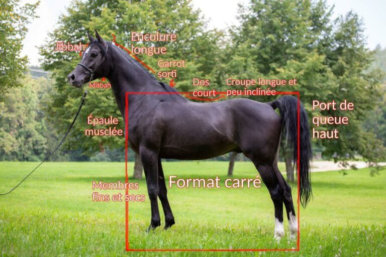 Cheval pur-sang arabe - Joyau du monde équestre