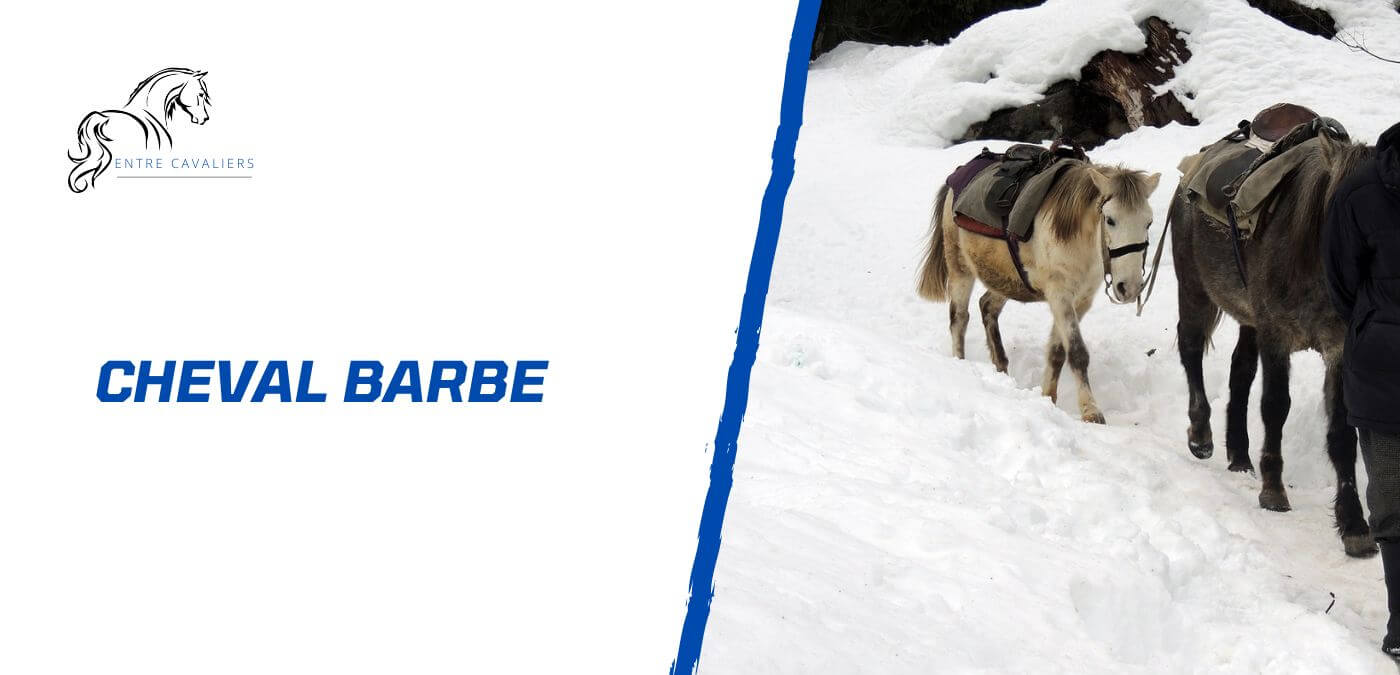 Le cheval Barbe - Un trésor équestre du Maghreb