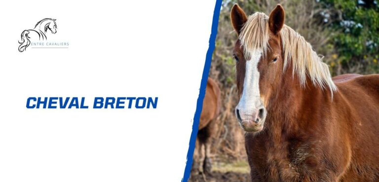 Cheval breton - Force tranquille et icône bretonne