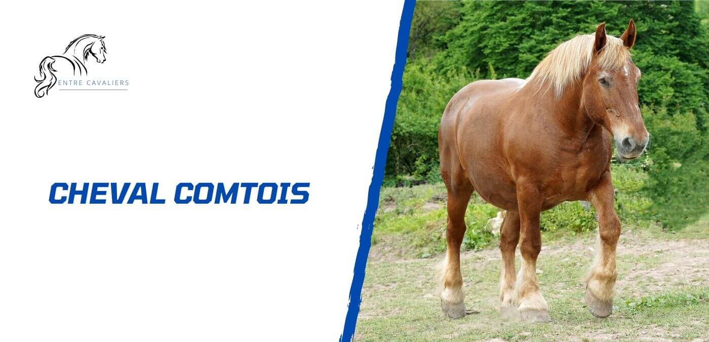 Cheval comtois - Une race emblématique de la Franche-Comté