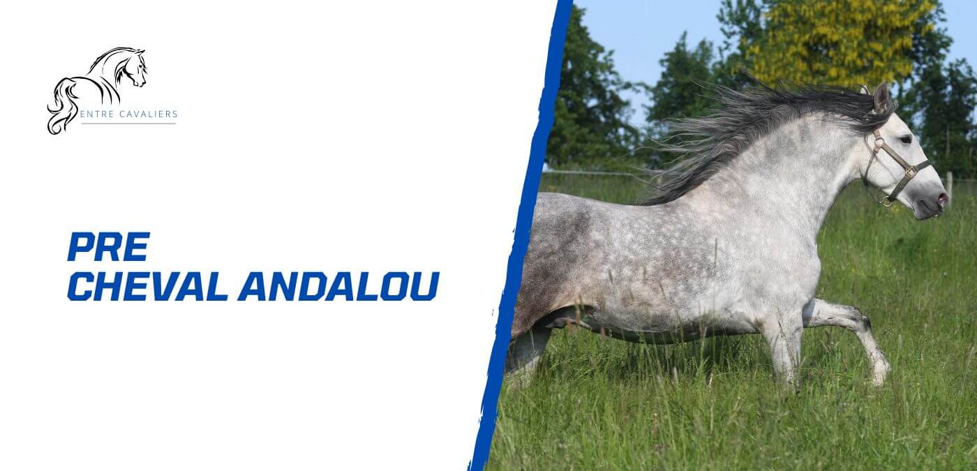 Pure Race Espagnole - Histoire et grandeur du cheval Andalou