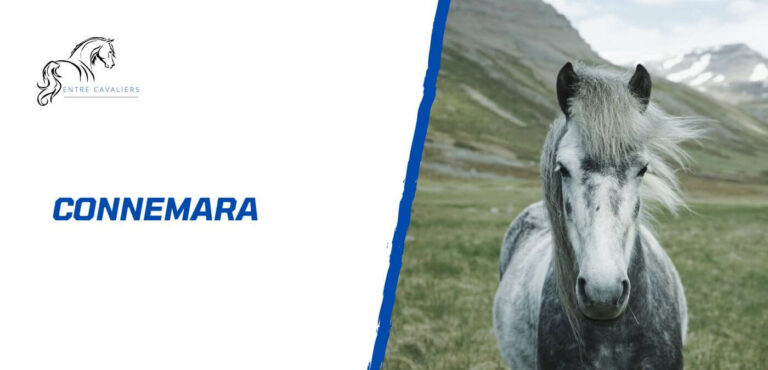 Poney Connemara - L'icône irlandaise aux mille talents