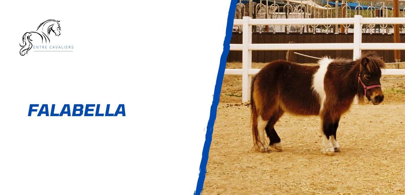 Cheval Falabella - Le rêve miniature aux origines argentines