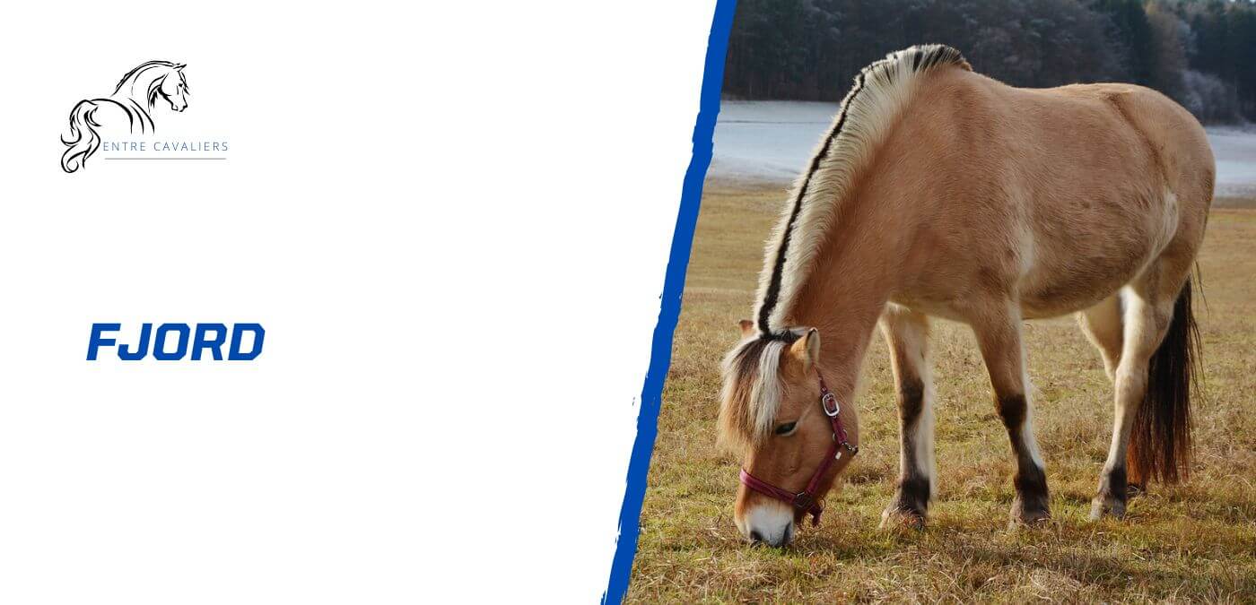 Fjord - Cheval emblématique de la Norvège - Entre Cavaliers