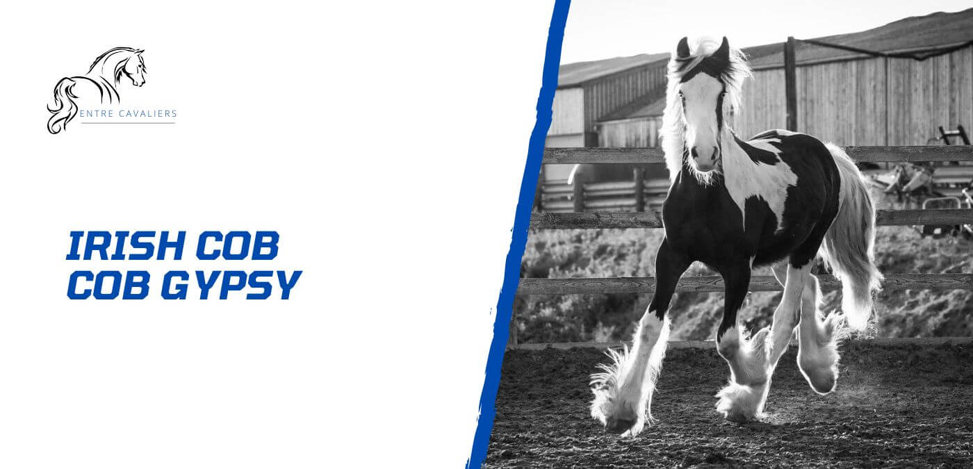 Irish Cob ou Cob Gypsy - Le cheval des nomades